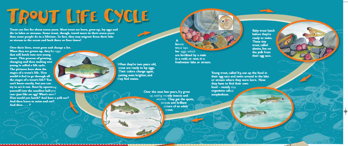 Salmonid Life Cycle – Trout in the Classroom