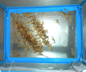 Trout Journals – Trout in the Classroom